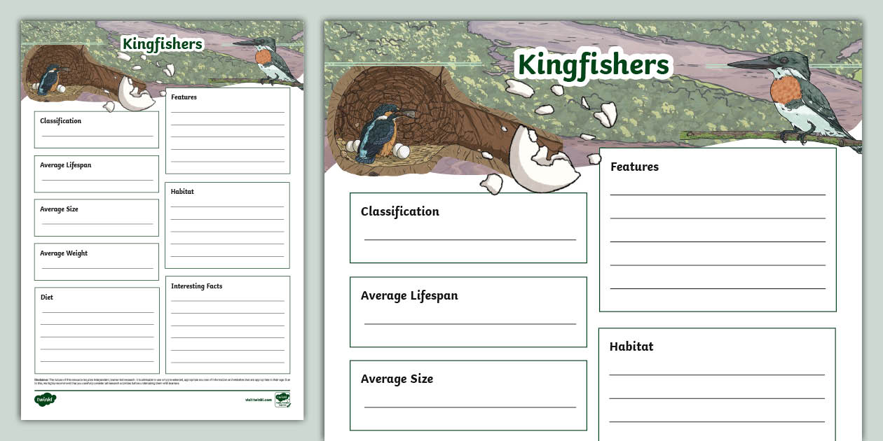 Kingfisher KS2 Fact File Template (teacher made) - Twinkl