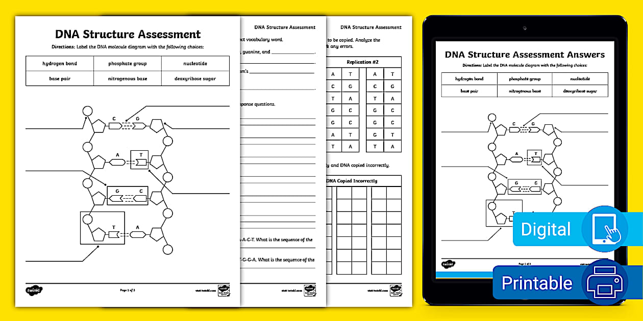DNA Structure Worksheet & Answers | Resource | Twinkl USA