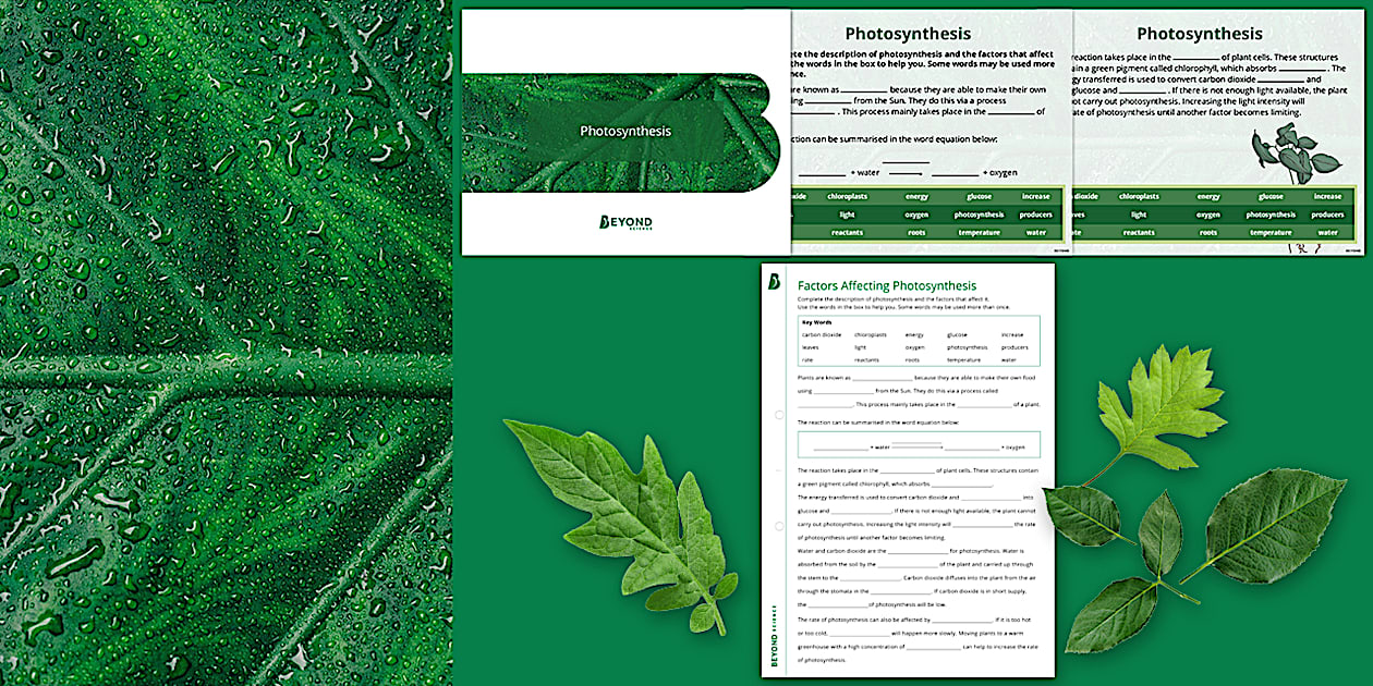 Factors Affecting Photosynthesis Gap-Fill Resource Pack