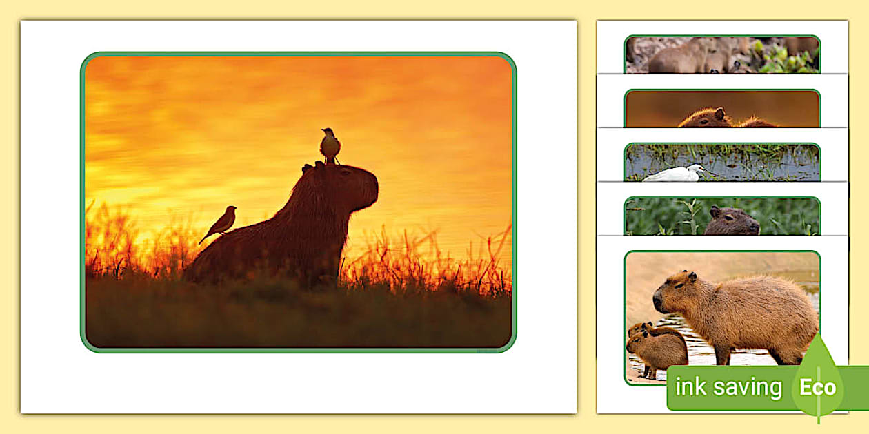 Capybaras Photo Pack (teacher made) - Twinkl