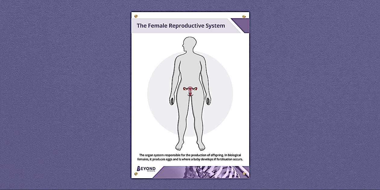 Female Reproductive System Display Poster | Science | Beyond