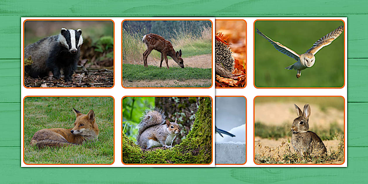 Magnification Mystery: Woodland Animal Matching Activity