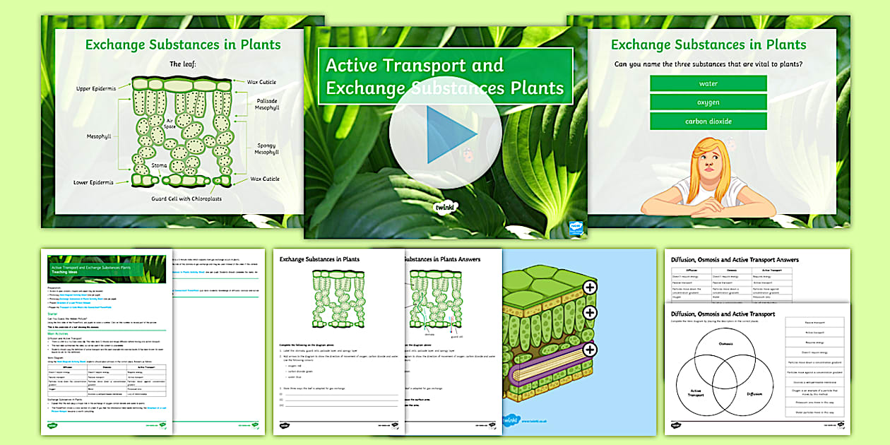 AQA Active Transport and Exchange Substances Plants Lesson