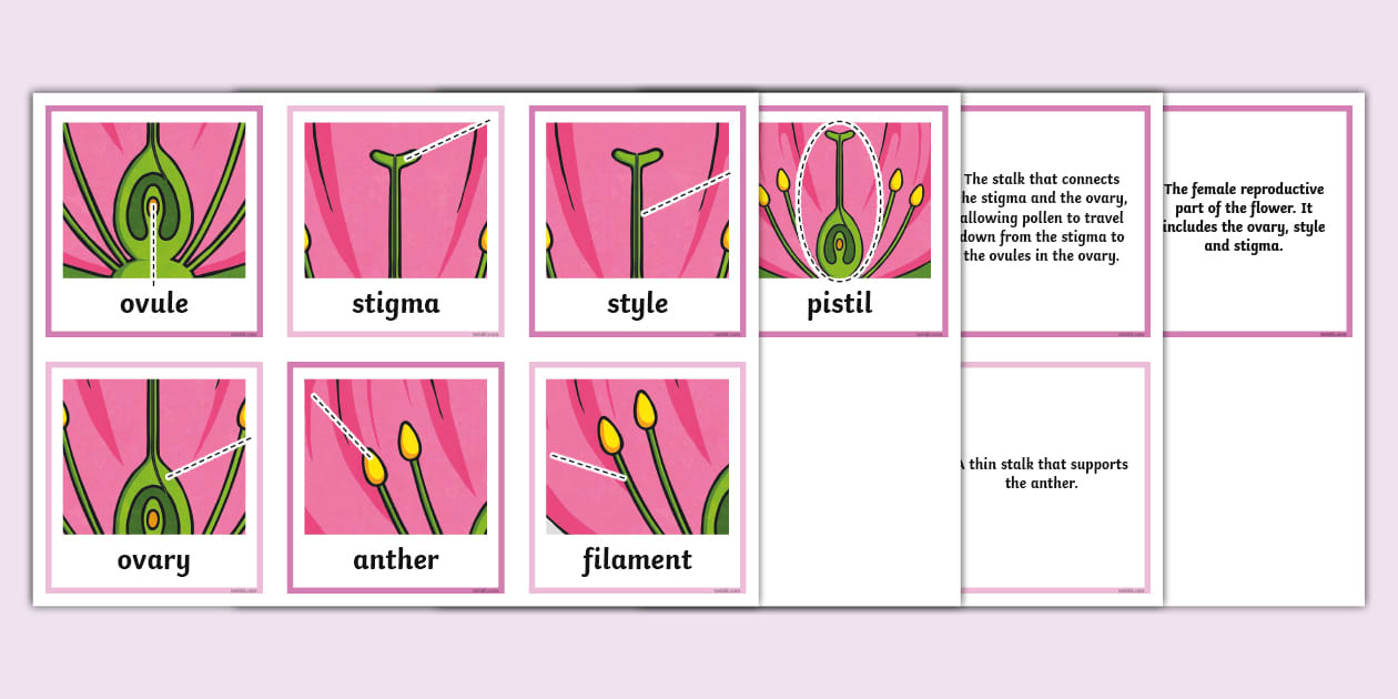 Parts of a Flower Matching Cards - Twinkl - KS2 - Twinkl