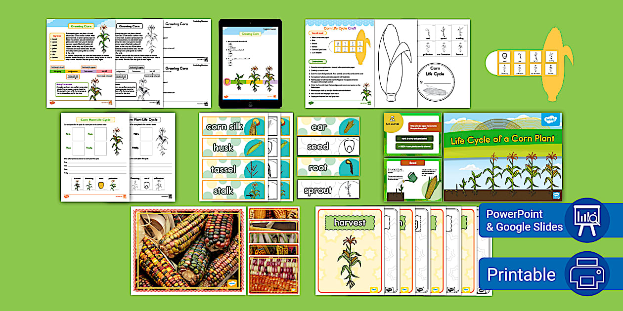 Life Cycle of a Corn Plant Lesson Pack for K-2nd Grade