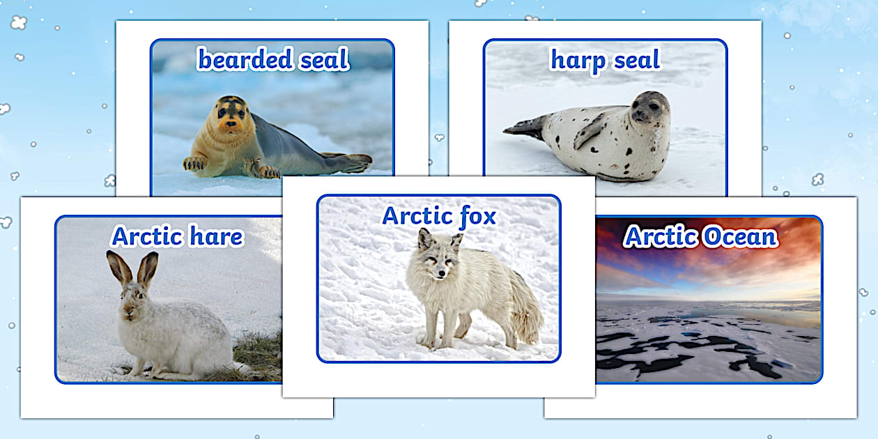 The Arctic Photo Pack (teacher made) - Twinkl