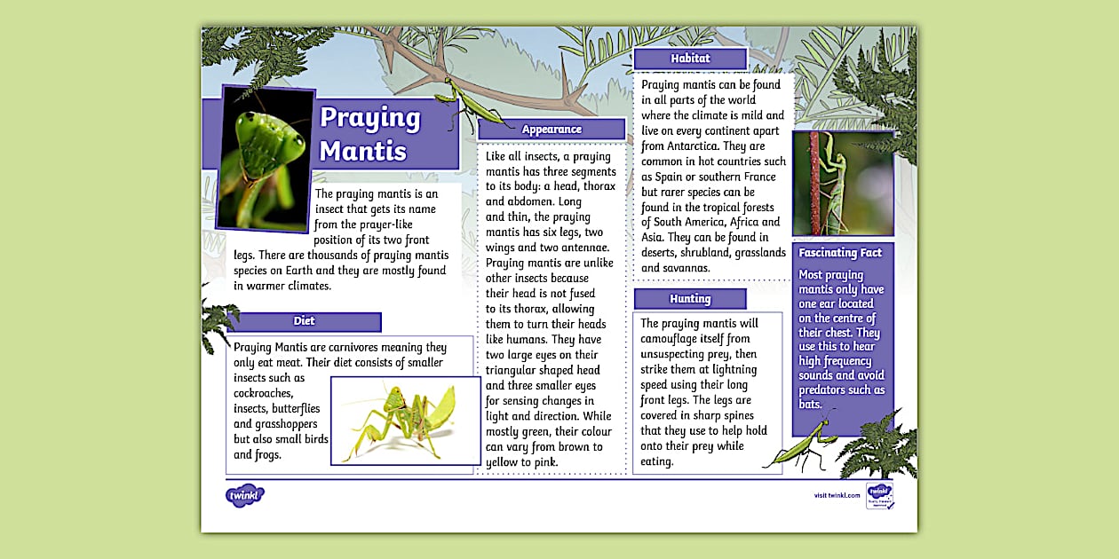 Praying Mantis Fact File - Twinkl - KS2 - Twinkl