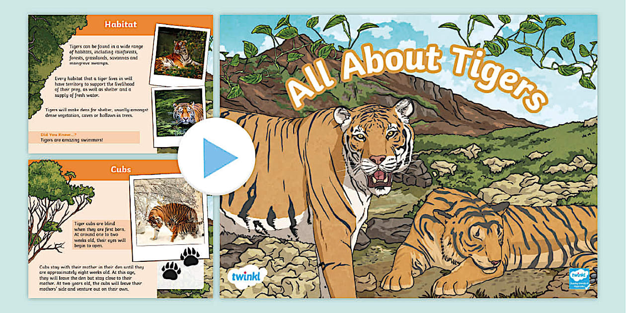 KS2 All About Tigers PowerPoint (Hecho por educadores)
