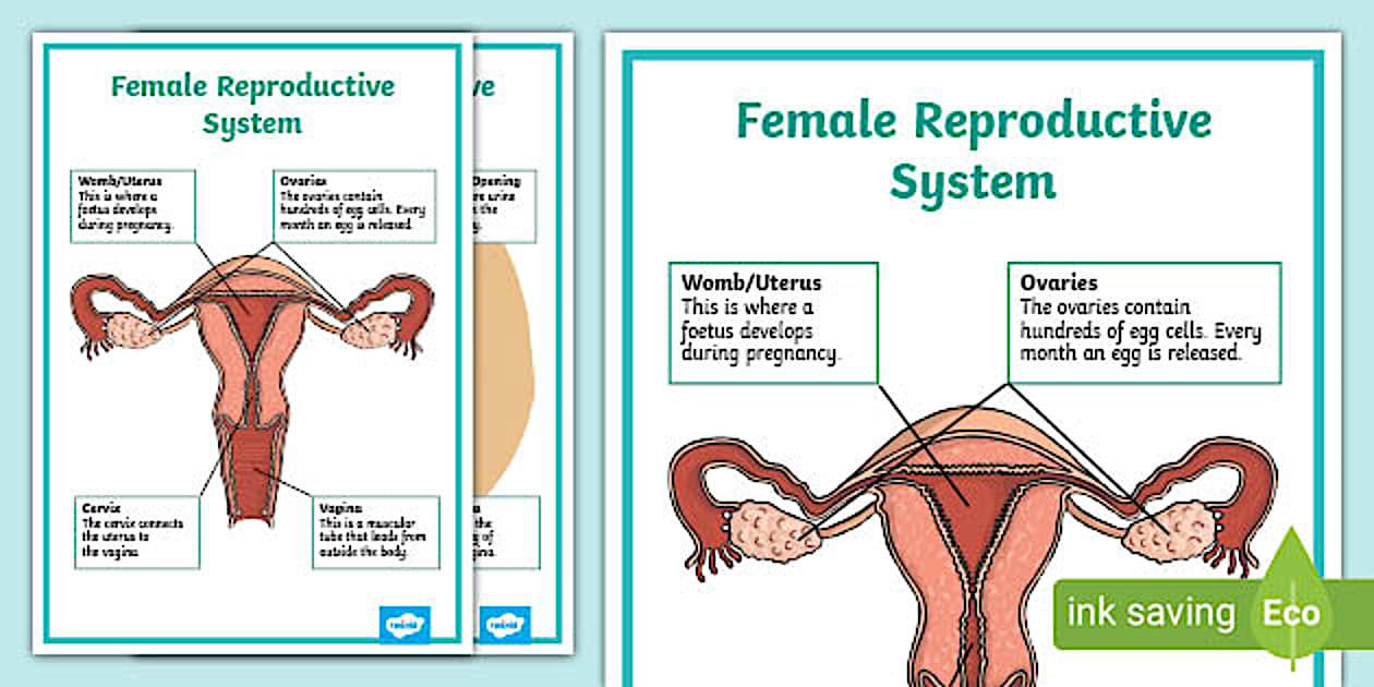 RSHP Female Reproductive System Display Poster - Twinkl