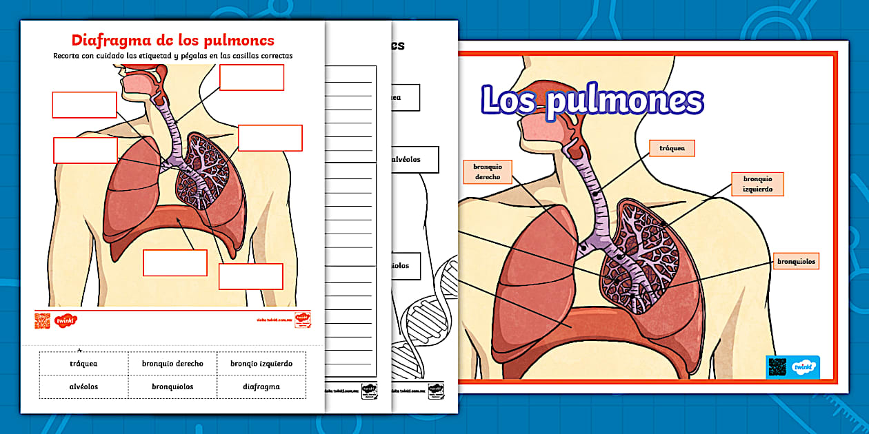Diagrama de los pulmones