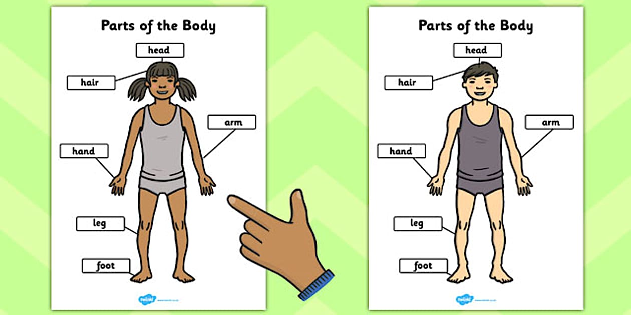 Parts of the Body Simple (teacher made) - Twinkl