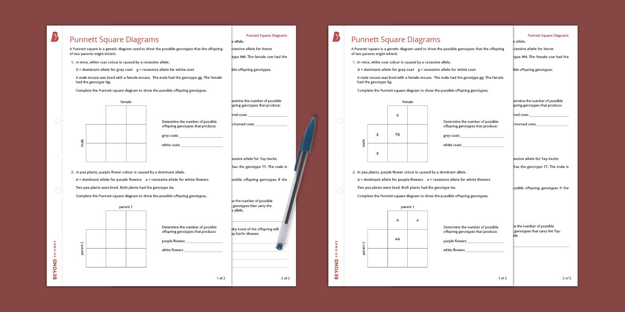 Punnett Square Diagrams Worksheet | KS3 Biology | Beyond