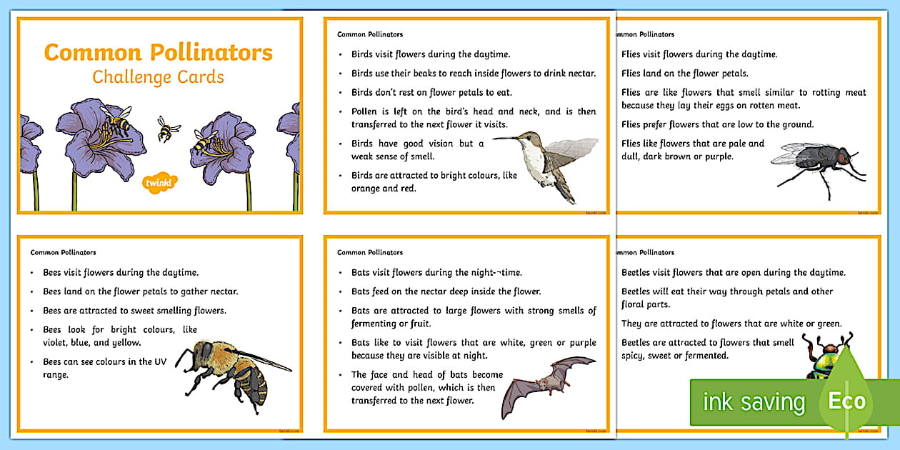 Common Pollinators Fact Cards (Teacher-Made) - Twinkl