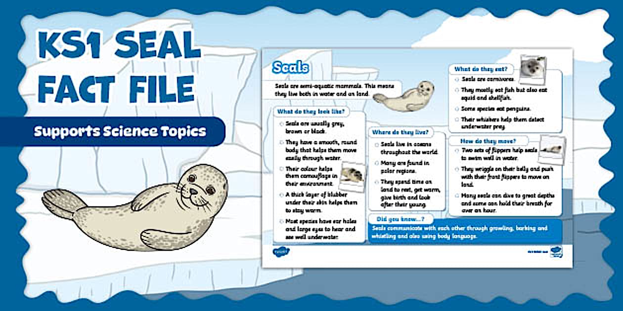 Seals Fact File - KS1 - Animals - Twinkl