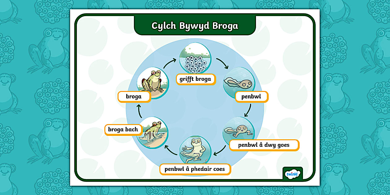 Y Ribid Perffaith: Poster Cylch Bywyd Broga (teacher made)