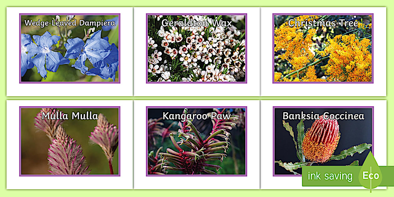 Western Australian Native Plants Display Photos - Twinkl