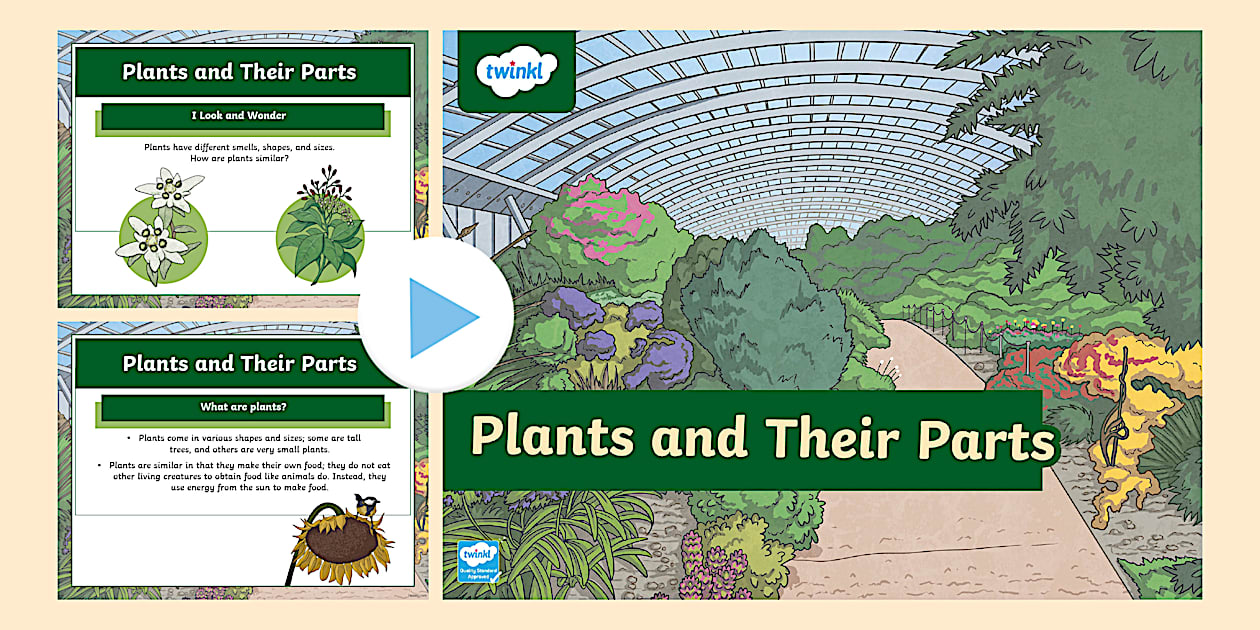 Plants and Their Parts (teacher made) - Twinkl