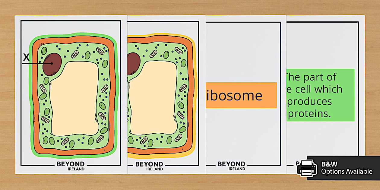 Plant Cell Card Sort Display