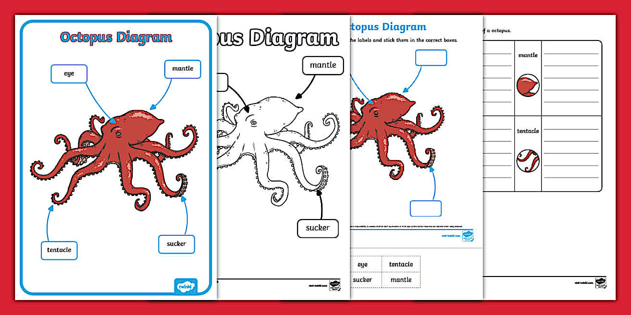Octopus Diagram Pack (teacher made) - Twinkl