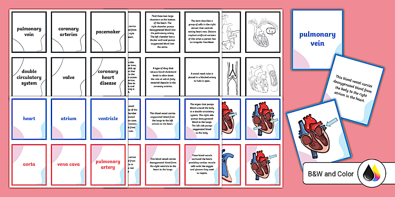 Human Heart Vocabulary Matching Cards (teacher made)