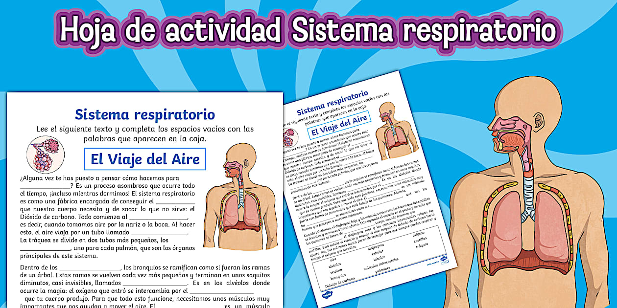 Hoja de actividad: Sistema respiratorio