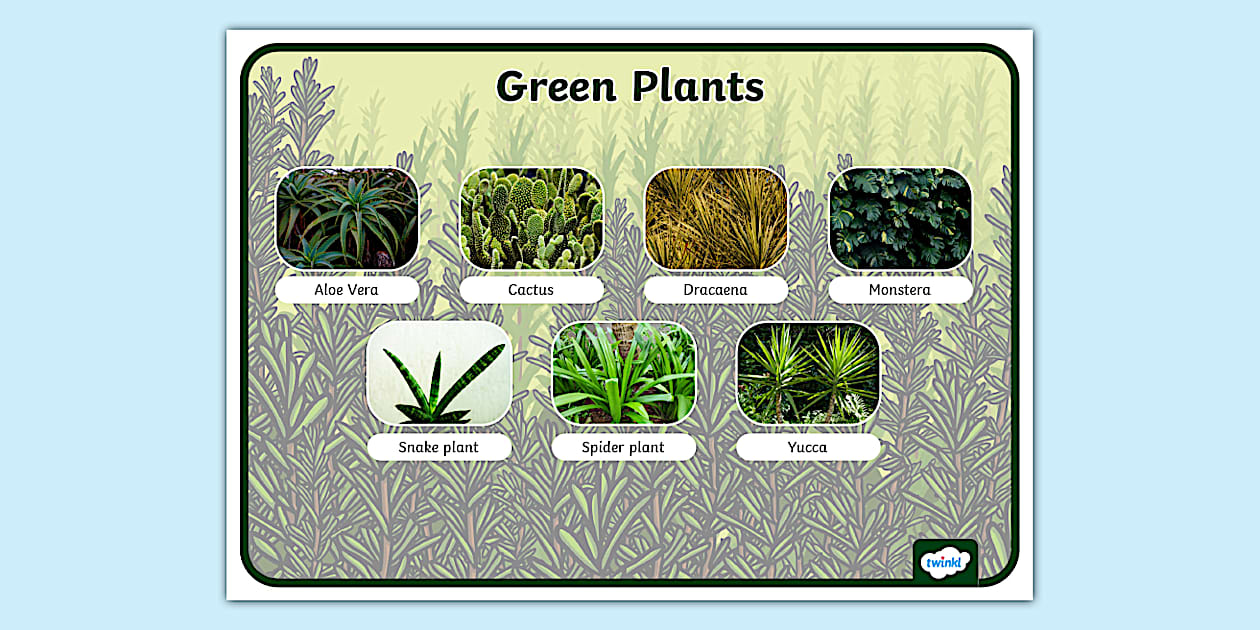 Green Plants Display Poster (teacher made) - Twinkl