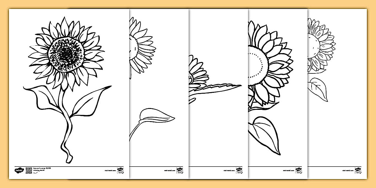Sunflower Template Colouring Pages (teacher made) - Twinkl
