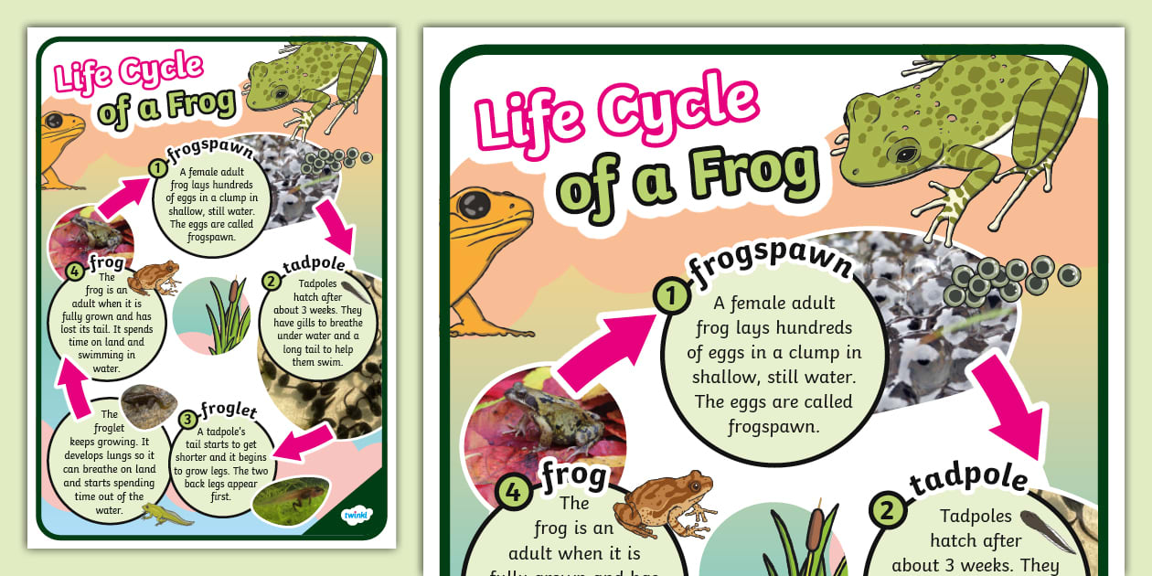 Life Cycle of a Frog Display Poster - Twinkl - KS1 - Twinkl