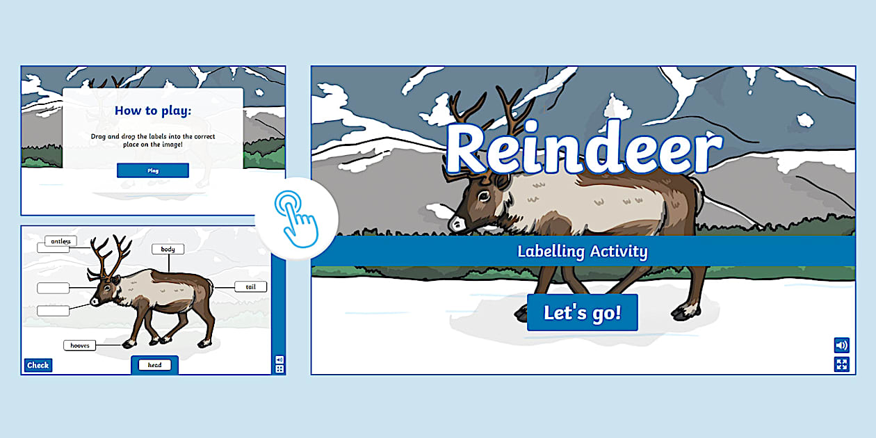 Reindeer Interactive Labelling Activity (Teacher-Made)