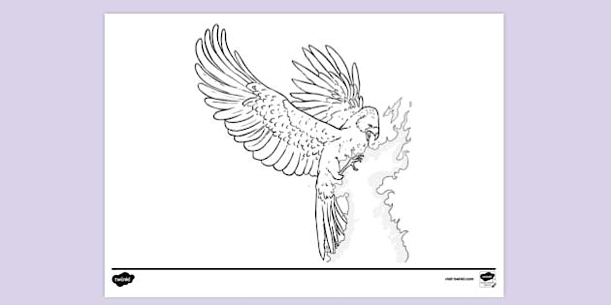 Hawk Colouring Sheet | Colouring Sheets - Twinkl