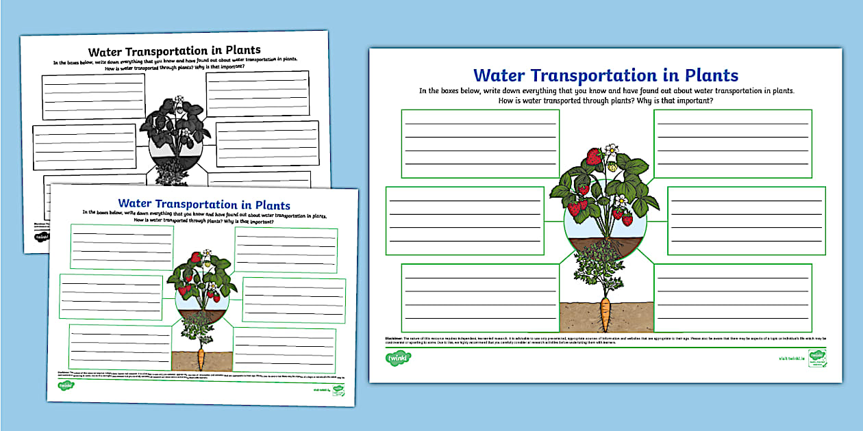 Water Transportation in Plants Mind Map - Twinkl