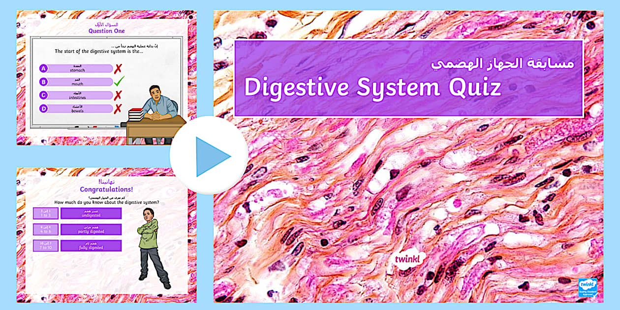 Digestion Quiz PowerPoint Arabic/English - Twinkl