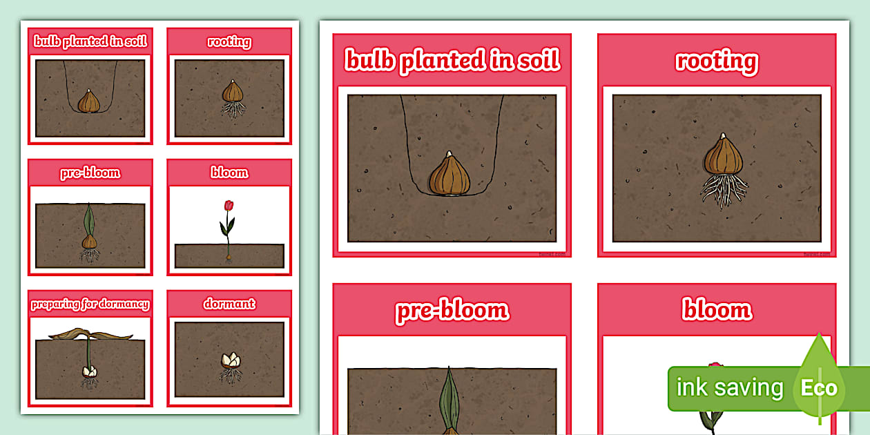 Lifecycle of a Tulip Flashcards (teacher made) - Twinkl