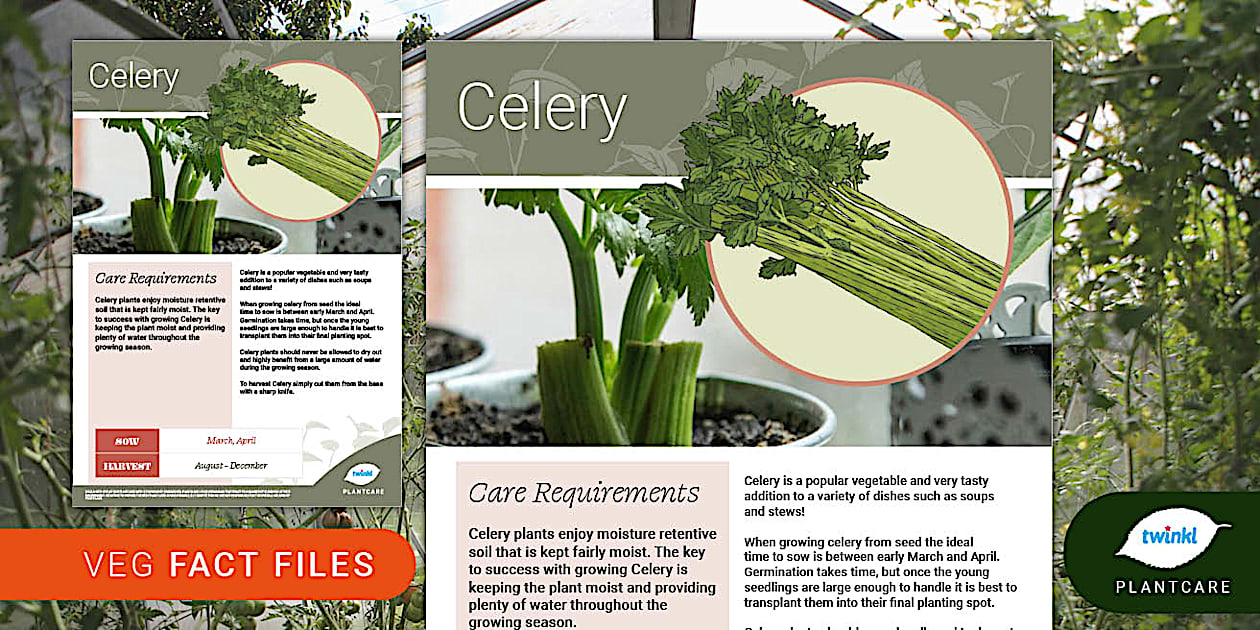 Garden Veg Fact File: Celery, Plantcare, growing vegetables