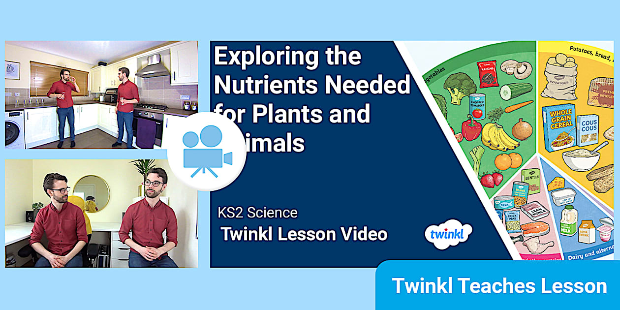 KS2 (Ages 7-11) Science: Animals' Diets Video Lesson