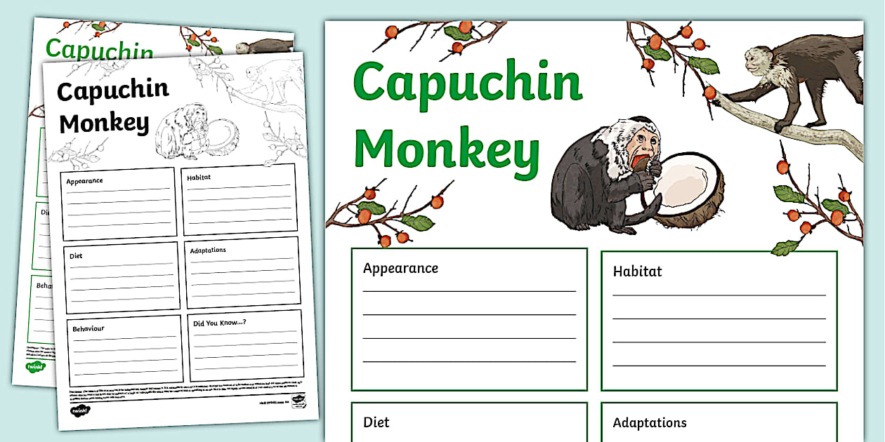 Capuchin Monkey Fact File Template (l'enseignant a fait)