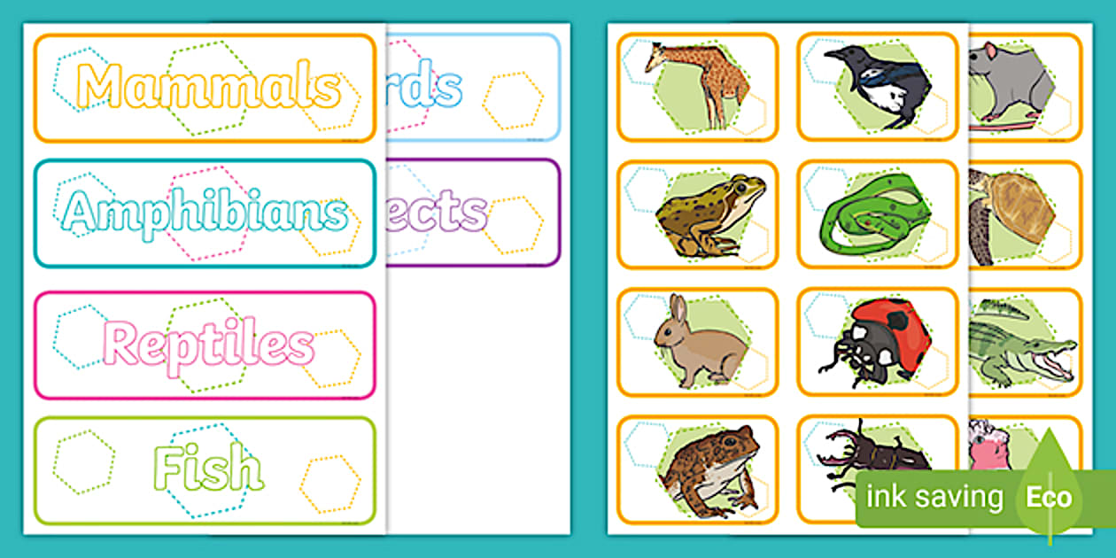 Animal Groups Sorting Cards - ESL Animals Resources - Twinkl