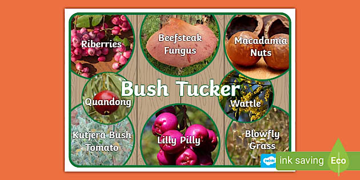 Australian Bush Foods Poster - Primary (teacher made)
