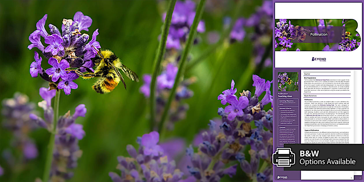 KS3 Pollination Lesson Pack | Plant Reproduction | Beyond