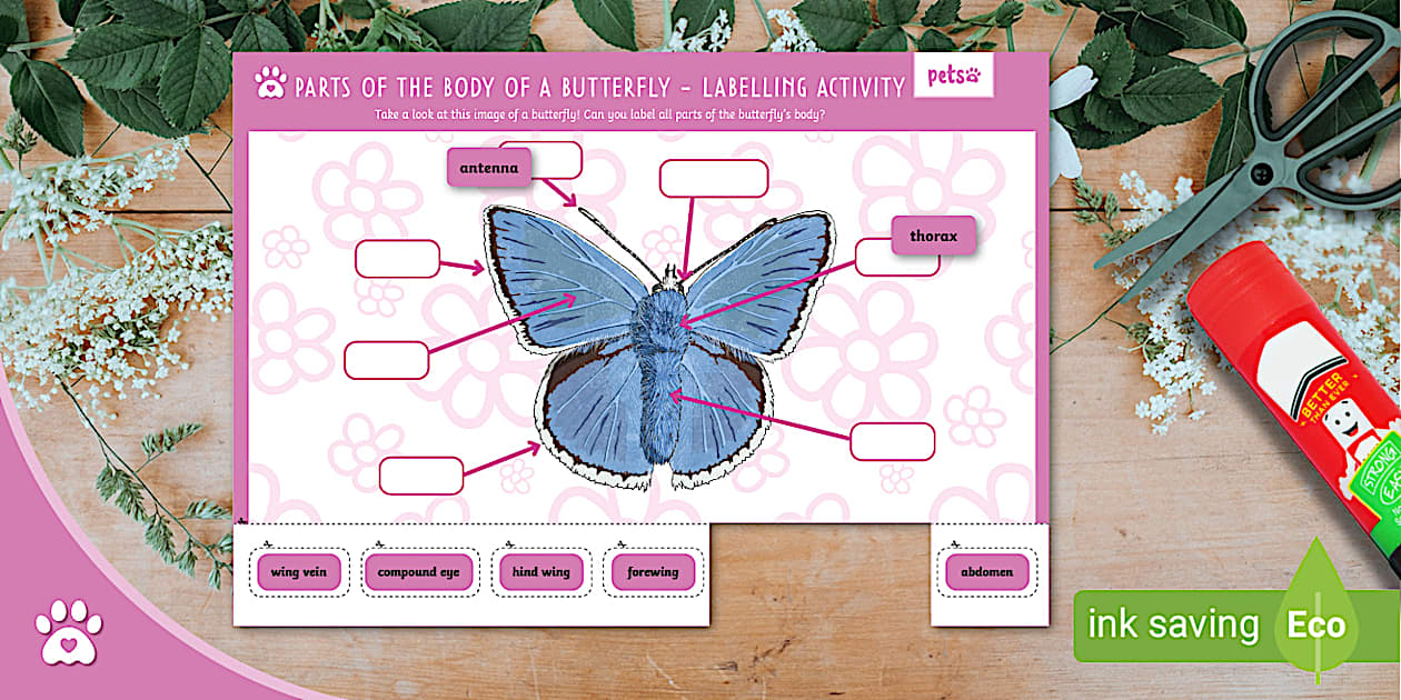 Parts of the Body of a Butterfly - Labelling Activity - Pets