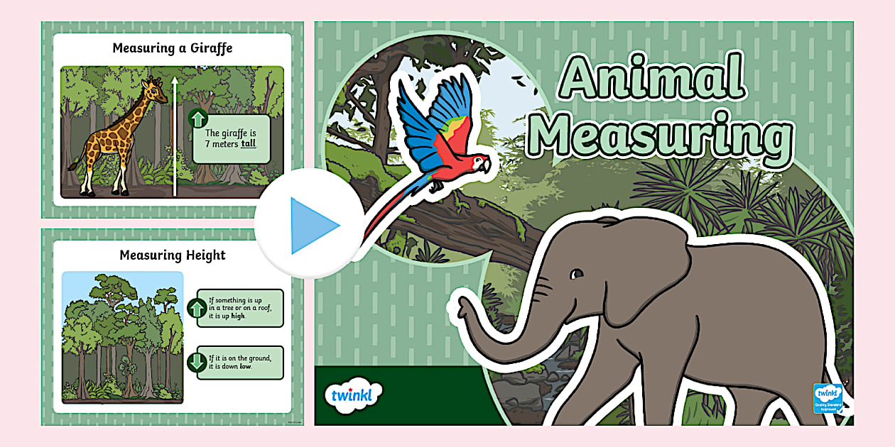 Animal Measuring PowerPoint (teacher made) - Twinkl