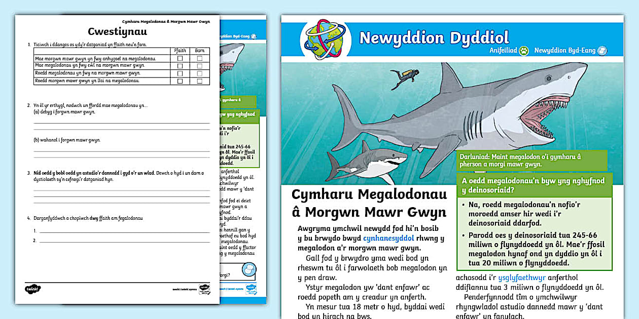 Newyddion Dyddiol: Megalodon â Morgwn Mawr Gwyn CC3 is