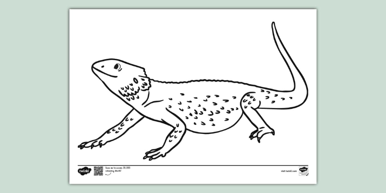 Lizard Colouring Sheet | KS1 Resources | Twinkl - Twinkl