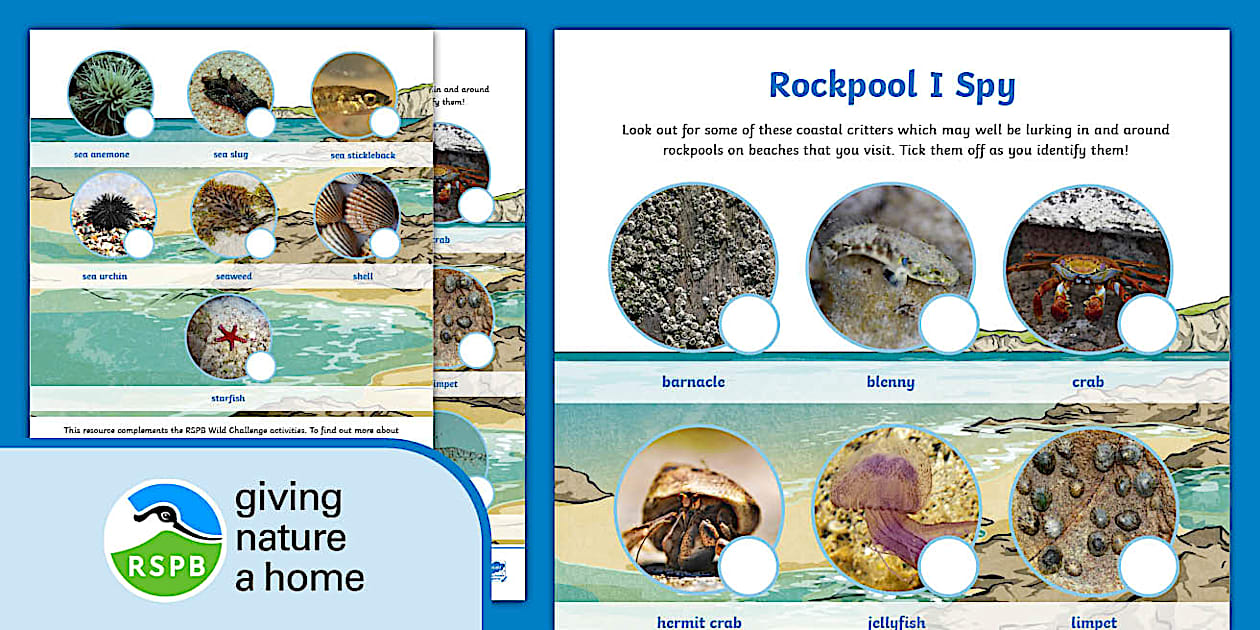 Rockpool I Spy (Ages 7 - 11)