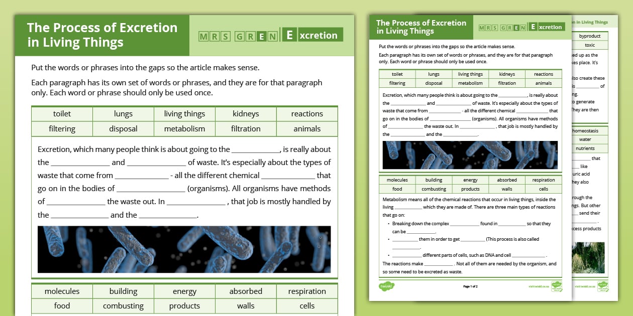 Year 5-8 Life Processes - Excretion Cloze Activity