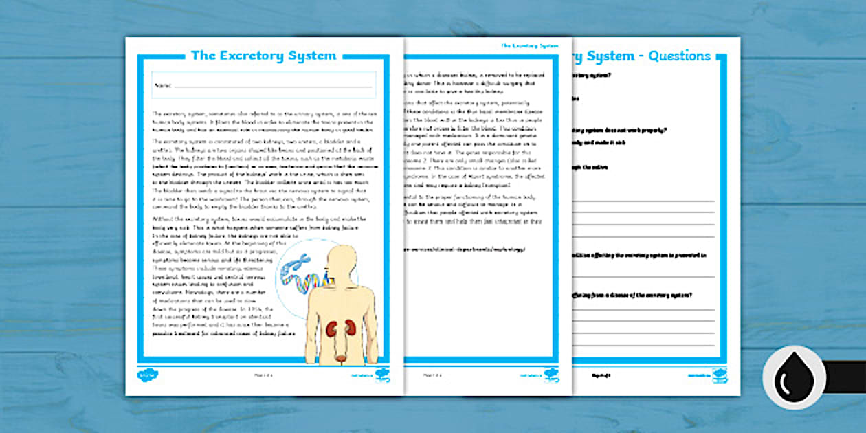 The Excretory System Reading Comprehension - Twinkl