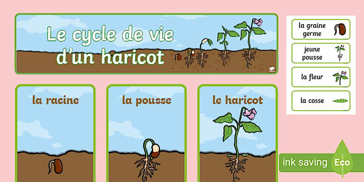 Affiches : Le cycle de vie d'un haricot - Twinkl