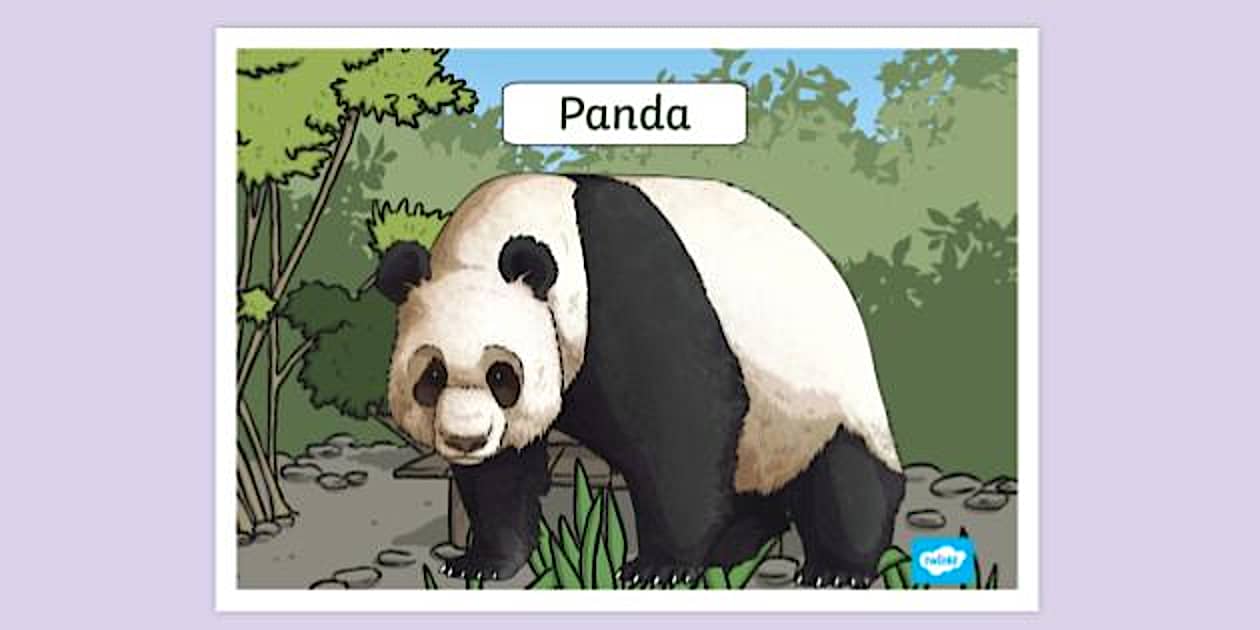 Panda Poster for Kids | Primary Resources | Twinkl - Twinkl