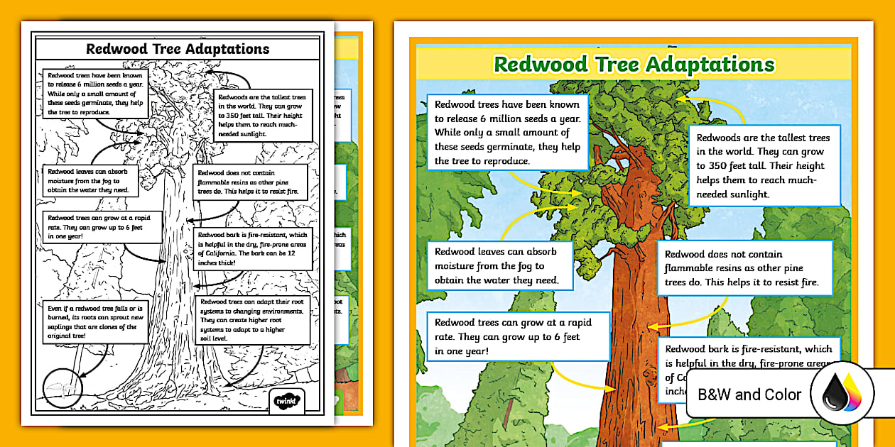 Temperate Forest Biome Redwood Tree Adaptations Poster