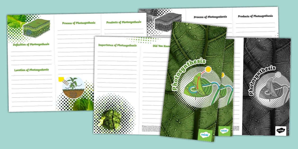 Photosynthesis Leaflet Template (teacher made) - Twinkl